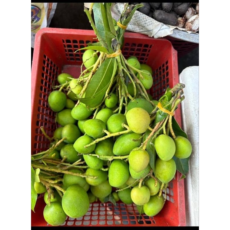 BUAH PAUH RINGAN /MANGGA TELUR FRESH | Shopee Malaysia