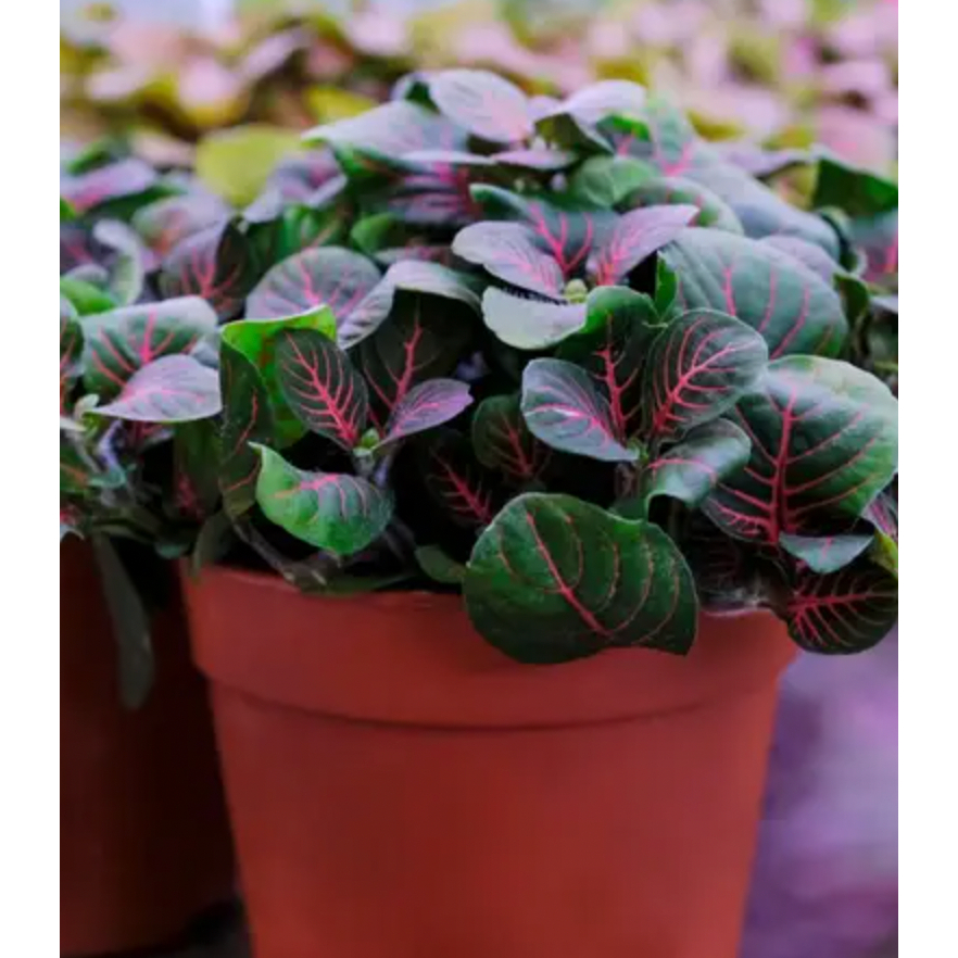 Biji Benih Pokok Fittonia Seed Black Star Nerve Plant - 10 Seed ...