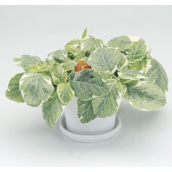 Biji Benih Pokok Fittonia Seed Daisy Nerve Plant - 10 Seed | Shopee ...