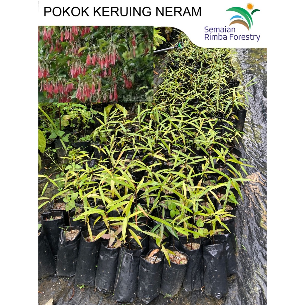 Anak Pokok Keruing Neram (Dipterocarpus oblongifolius) | Shopee Malaysia