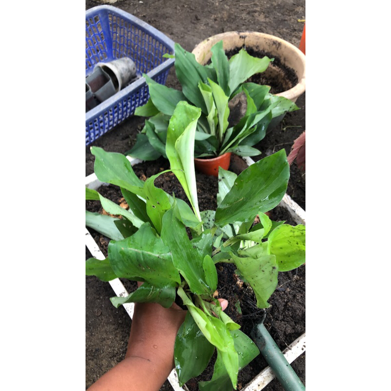 pokok ulam cekor segar dan lebar | Shopee Malaysia