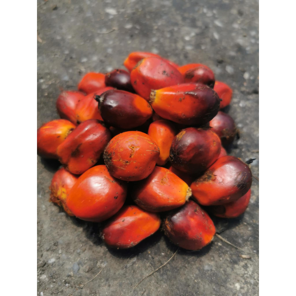 Buah KELAPA SAWIT(Oil Palm Kernel) biji sawit 1kg | Shopee Malaysia