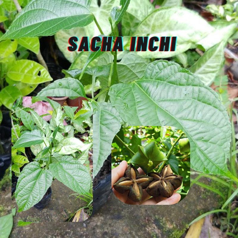Anak Pokok Sacha Inchi | Shopee Malaysia
