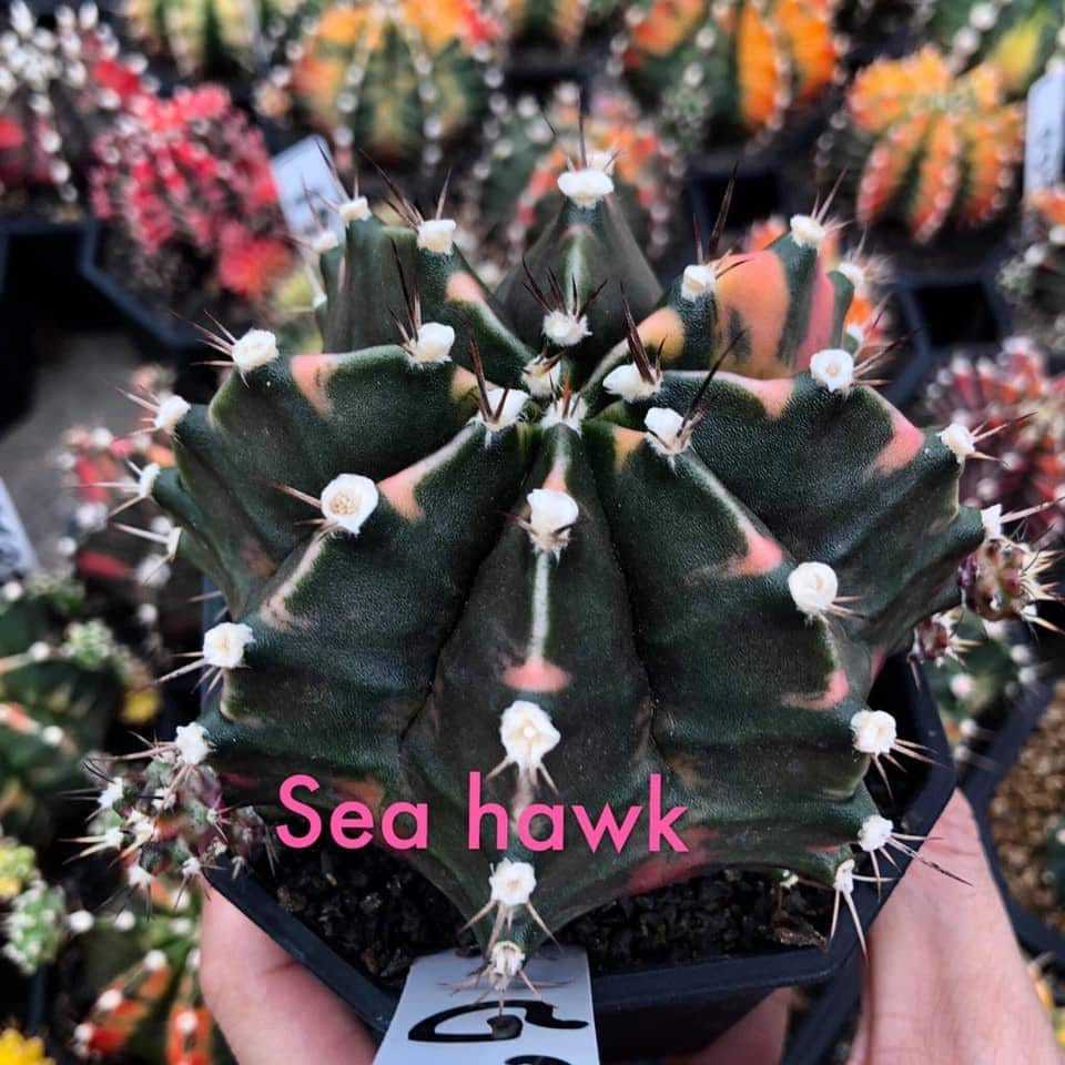 GYMNOCALYCIUM ID SEAHAWK CACTUS (OFFSETS WITH SHORT ROOTS) | Shopee ...