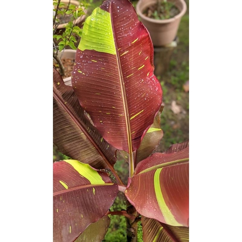 🌺Musa Siam Ruby /Pisang variegated🌻 | Shopee Malaysia
