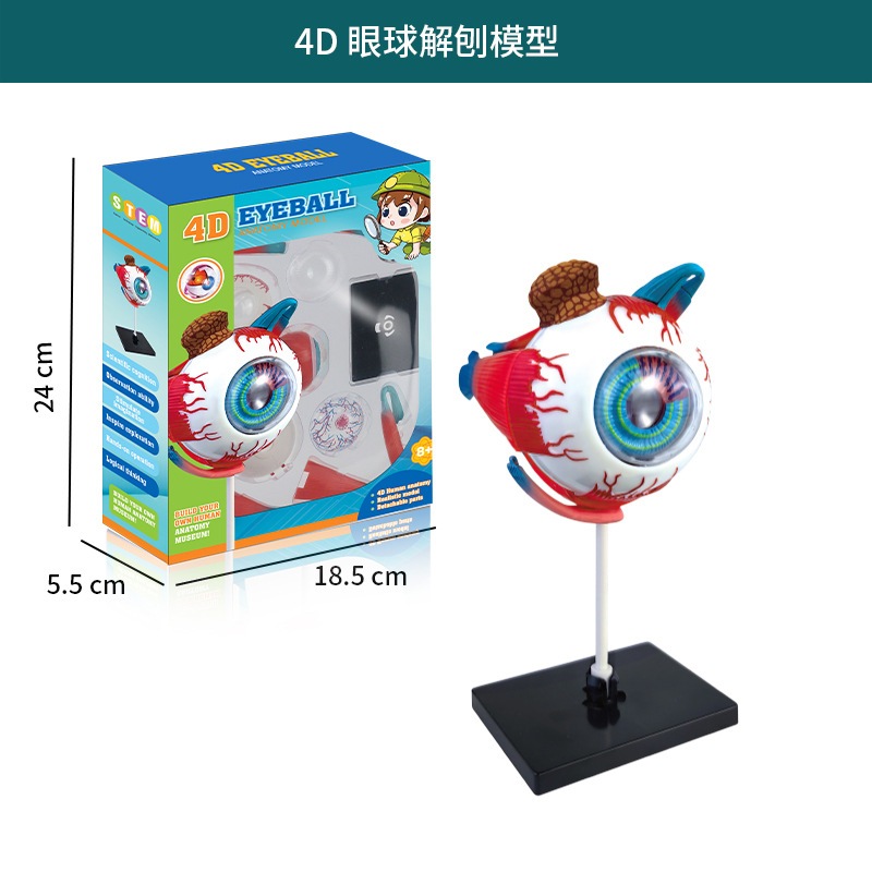 Human Eyeball Model Detachable Accurate Eyes Ball Display Ophthalmology ...