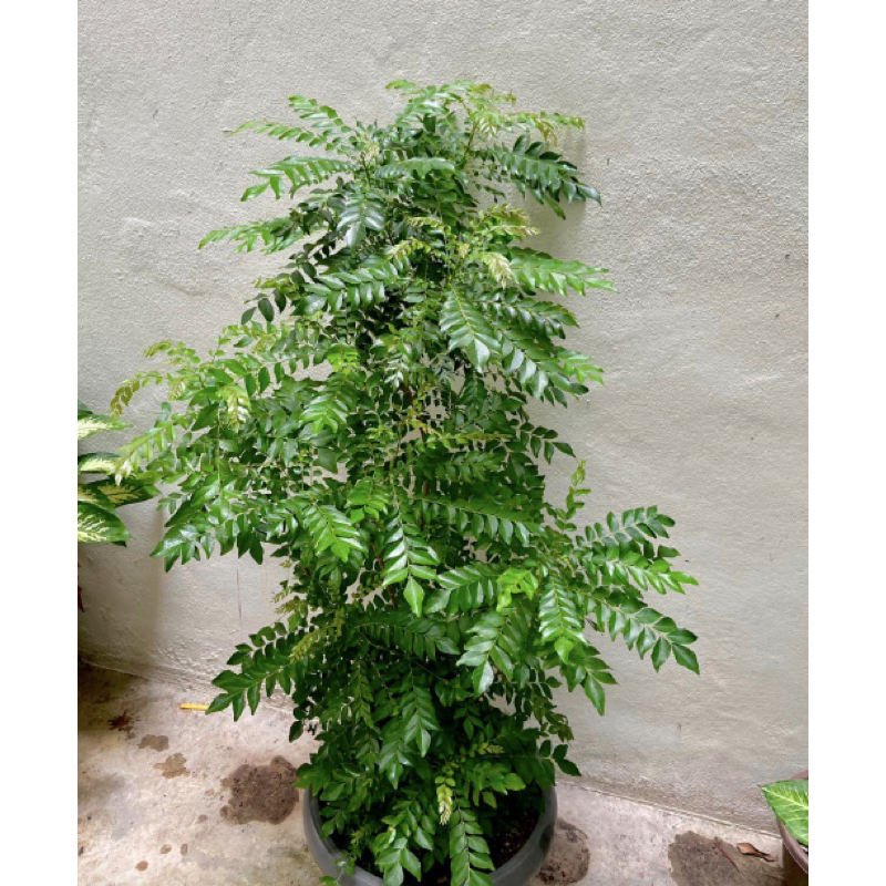Pokok Kari Curry Plant ( anak pokok ) | Shopee Malaysia
