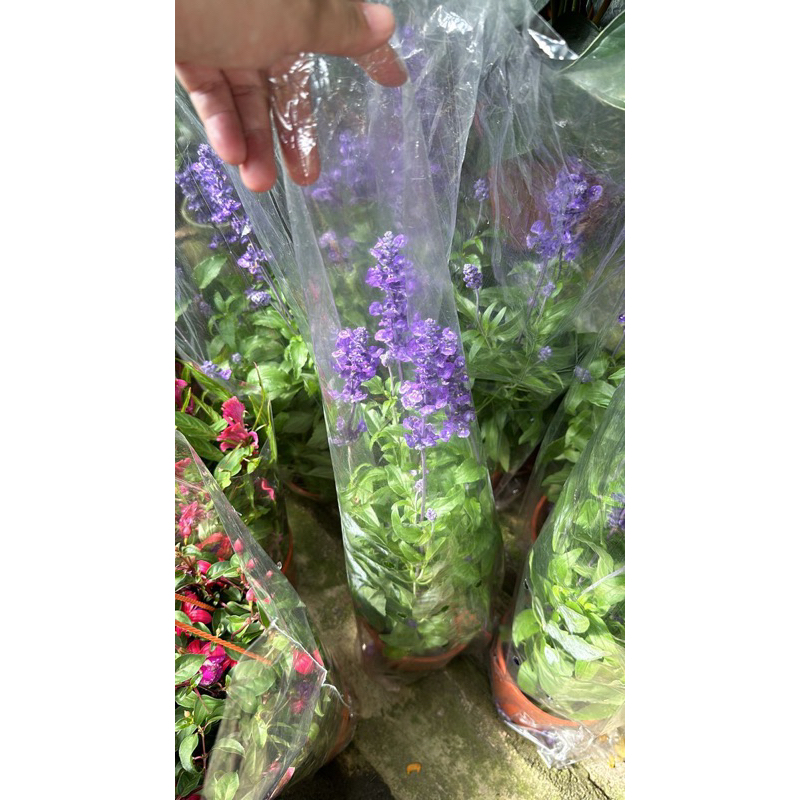 Salvia Lavender Flower - Pokok Hidup | Shopee Malaysia