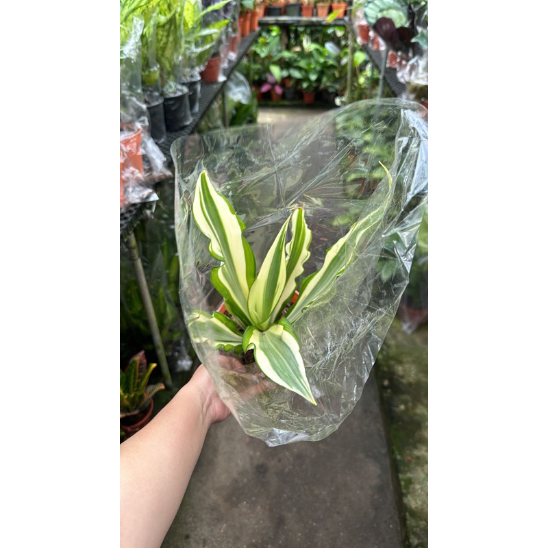 Agave Fucraea Varigated - Pokok Hidup | Shopee Malaysia