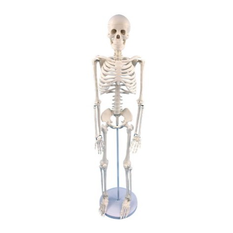 Model Rangka Tulang Manusia (Human Skeleton Model) Height 85cm | Shopee ...