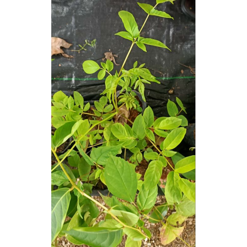 POKOK BEKA DALAM POLIBEG | Shopee Malaysia
