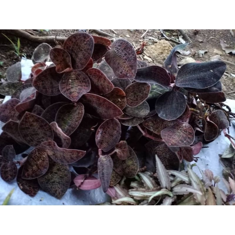 macodes patola(jewel) | Shopee Malaysia