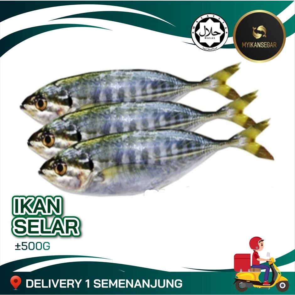 IKAN SELAR 500G/1KG (SIAP SIANG & CUCI) IKAN SEGAR IKAN MURAH IKAN ...