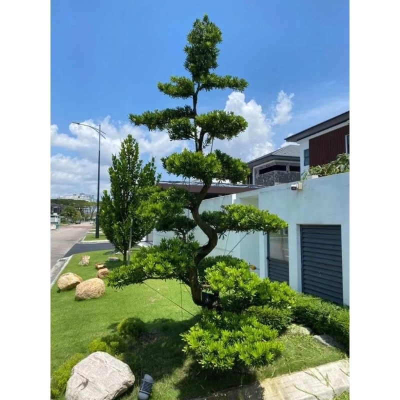 S Size Live Plant Podocarpus Pokok FengShui Bonsai Tree Poly Bag ...