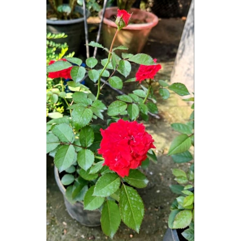 ROSE KAMPUNG TAHAN PANAS (CHILI RED) | Shopee Malaysia