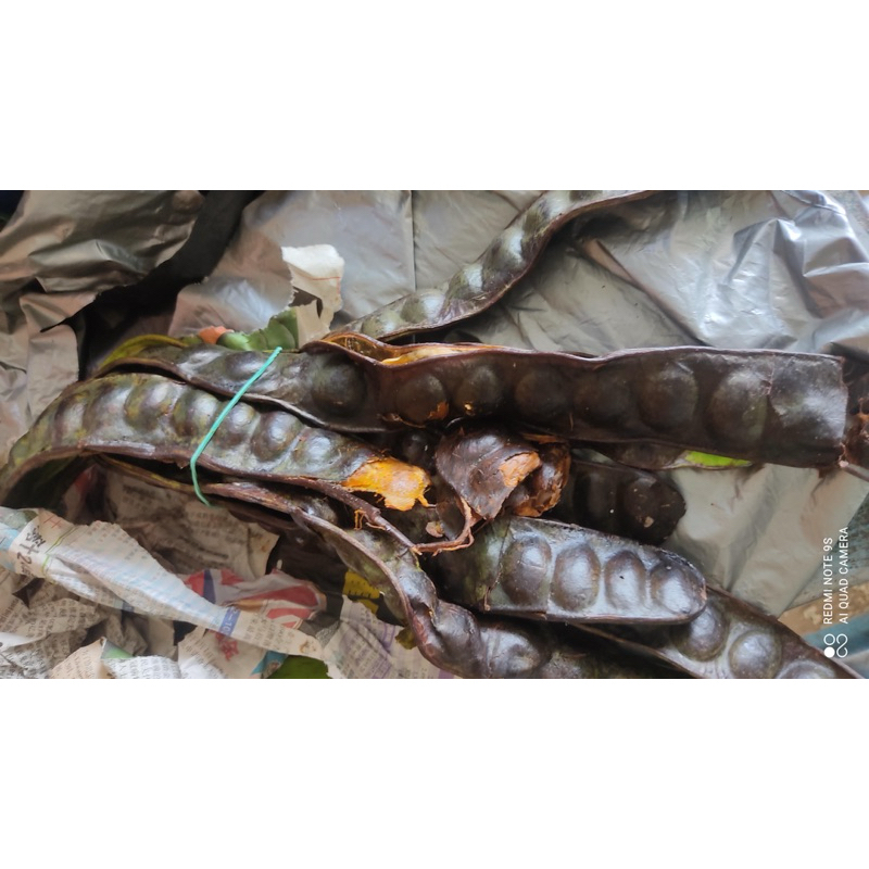 petai masak hitam Lebam | Shopee Malaysia