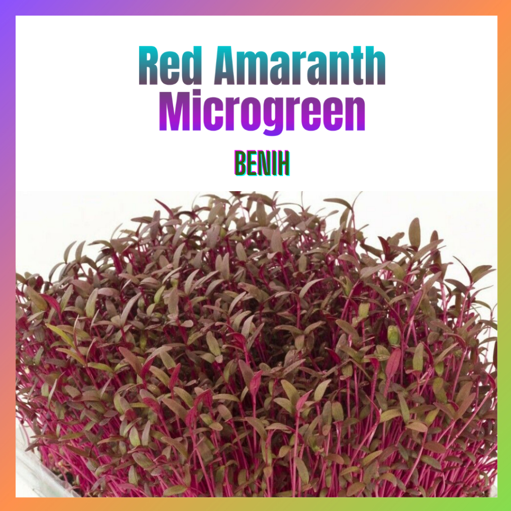 {Microgreen} Red Amaranth for Sprouts | Shopee Malaysia