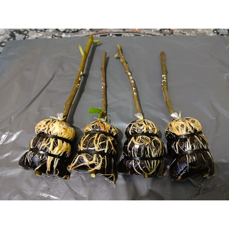 TUT POKOK TIN / BAREROOT FIG / TUT BUAH TIN (PELBAGAI VARIASI) | Shopee ...