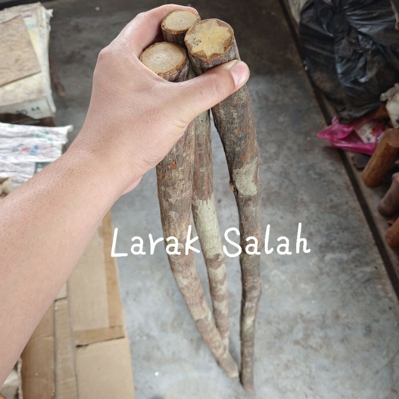 【Tongkat Larak Salah】kayu Larak Salah || Kayu Halimunan (panjang 20 ...