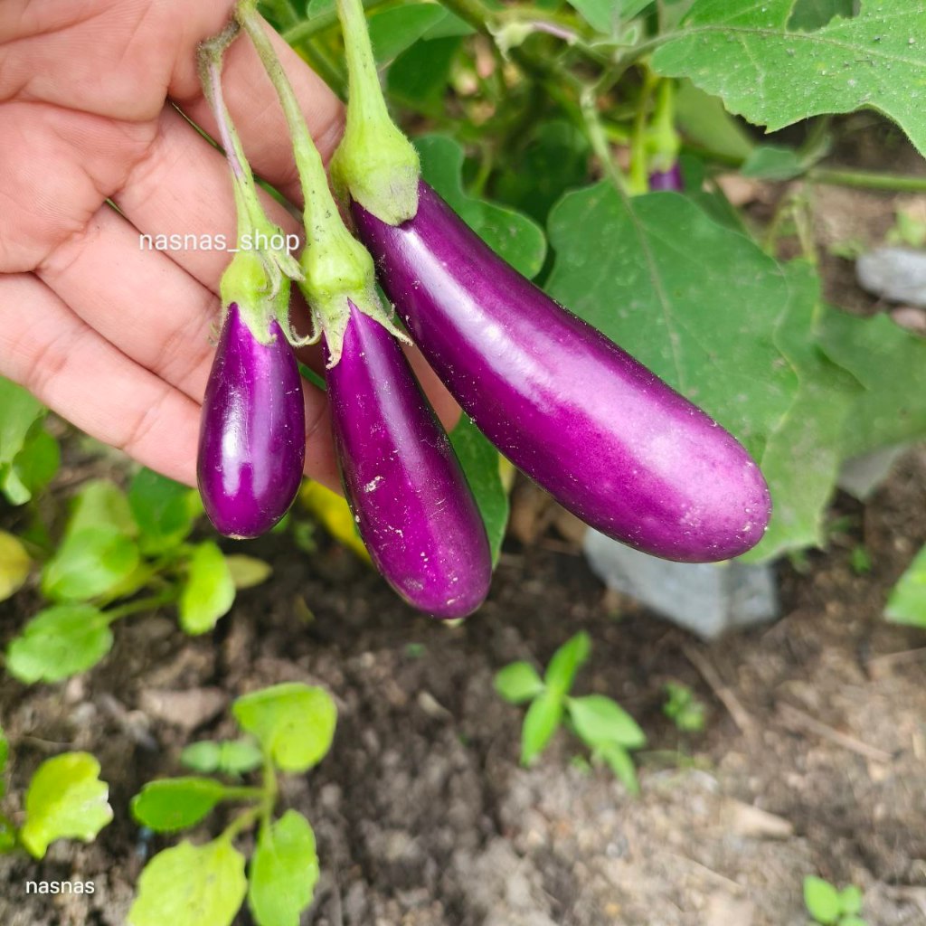 Biji Benih Terung Mutiara Jambak 22pcs Pearl Cluster Brinjal Seeds ...
