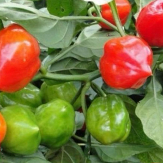 10pcs seeds CILI PAdi jumbo buah pedas bentuk bulat | Shopee Malaysia