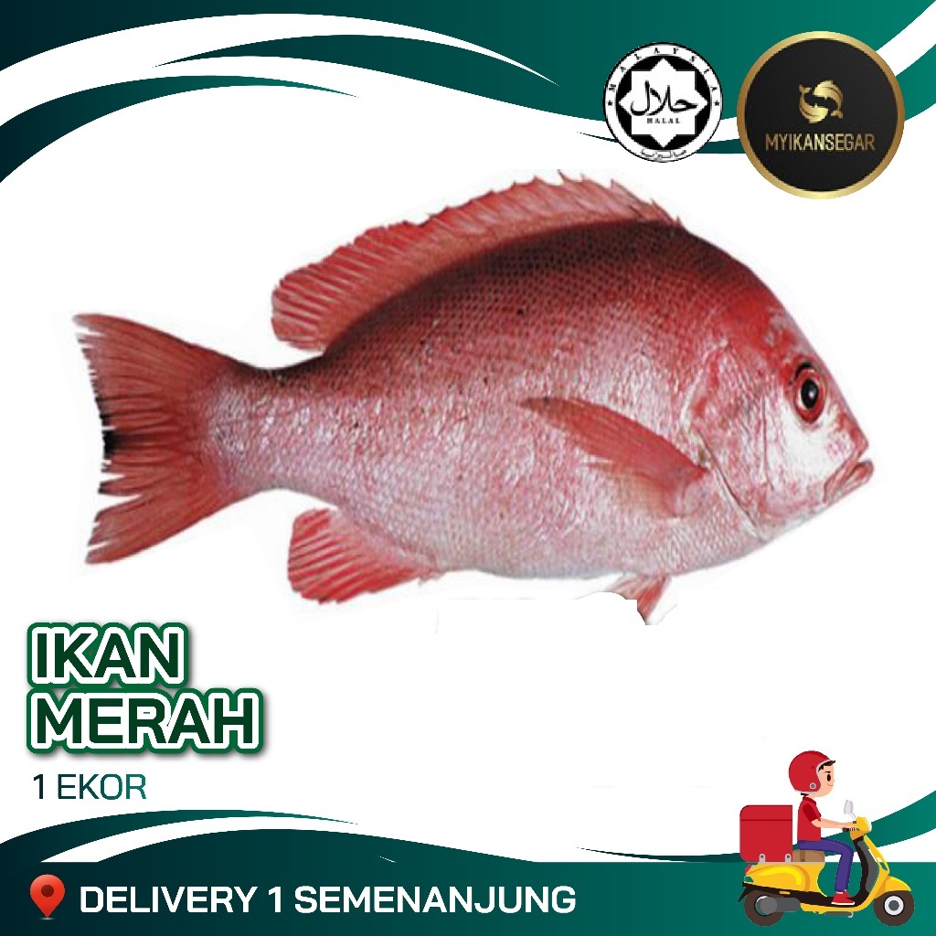 IKAN MERAH 1 EKOR (SIAP SIANG & CUCI ) IKAN SEGAR IKAN MERAH FROZEN ...