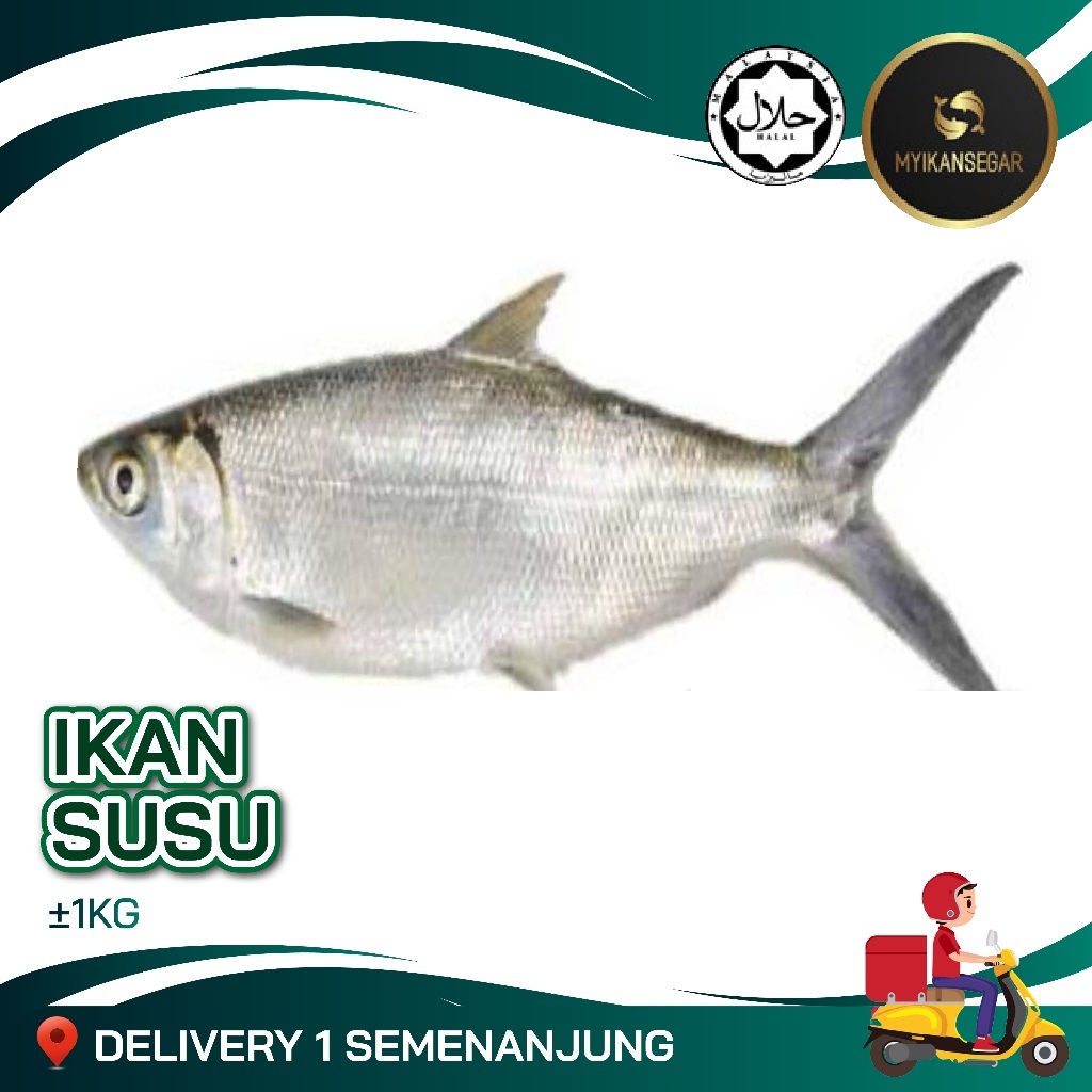 IKAN SUSU 虱目鱼 MILKFISH (SIAP SIANG & CUCI) MILK FISH IKAN SUSU SEGAR ...
