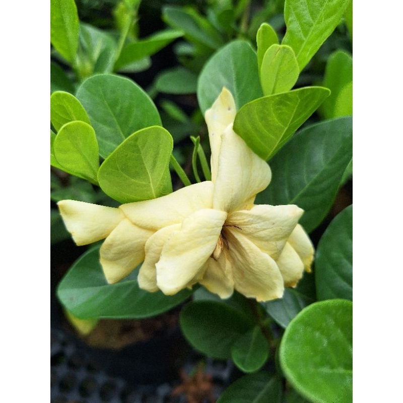 Pokok Gardenia bunga putih kemudian bunga nya mulai gugur jadi kuning ...