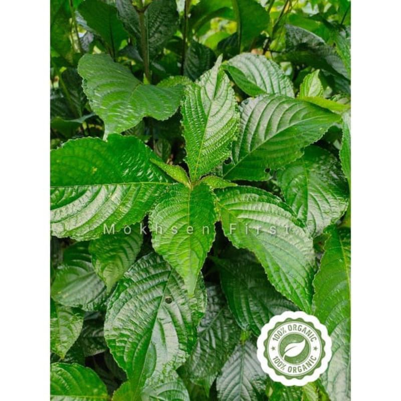 Daun pecah beling / keji beling/pecah kaca 100 daun segar | Shopee Malaysia