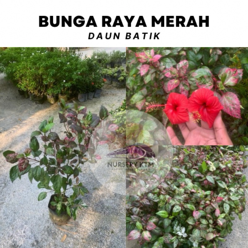 Bunga Raya Merah Daun Batik | Shopee Malaysia