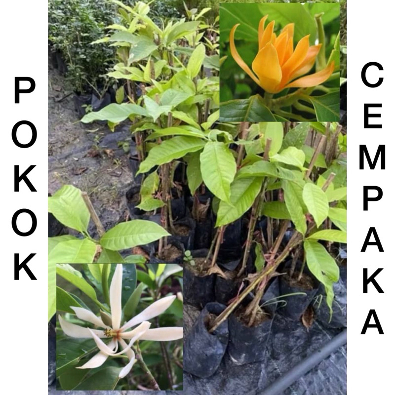 pokok bunga cempaka biasa wangi warna PUTIH / KUNING | Shopee Malaysia