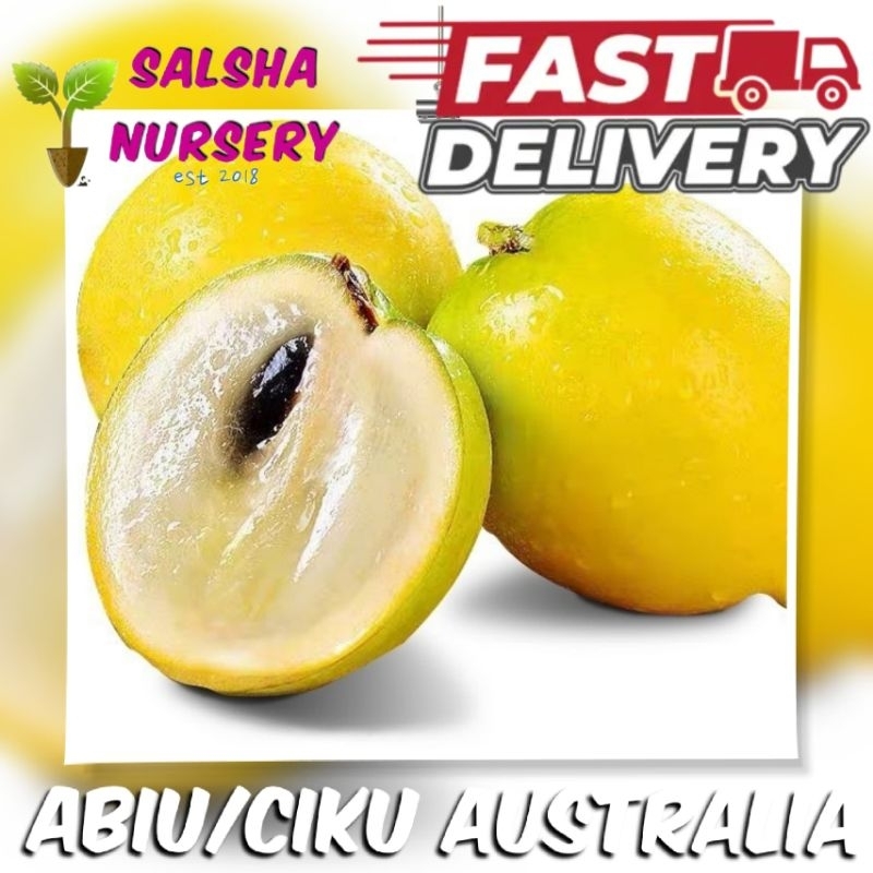 🔥💥 Pokok abiu atau ciku australia Caimito Kuning atau Abiu Golden Fruit ...