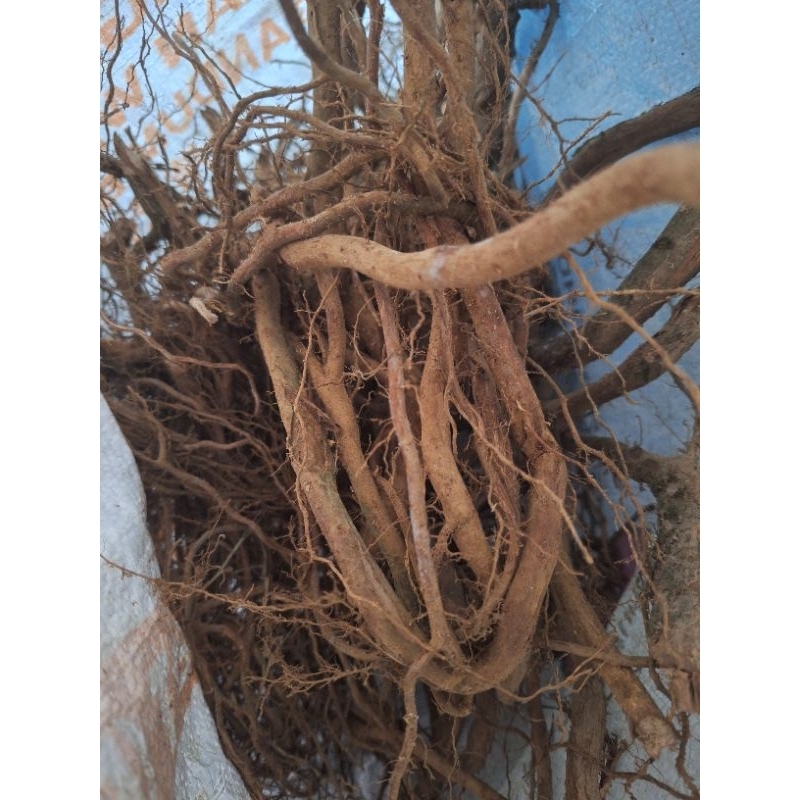 Anti Kanser Akar Kayu Besi 1/2kg per pack | Shopee Malaysia