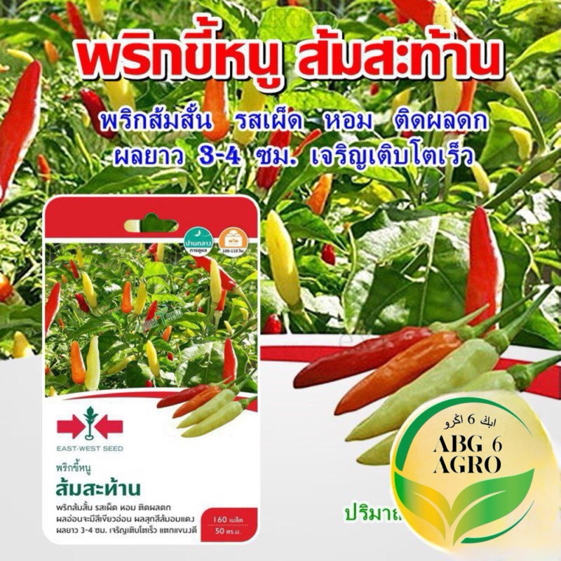 160Biji Benih Cili Burung Kampung Oren / Lada Burung Kampung Pedas ...