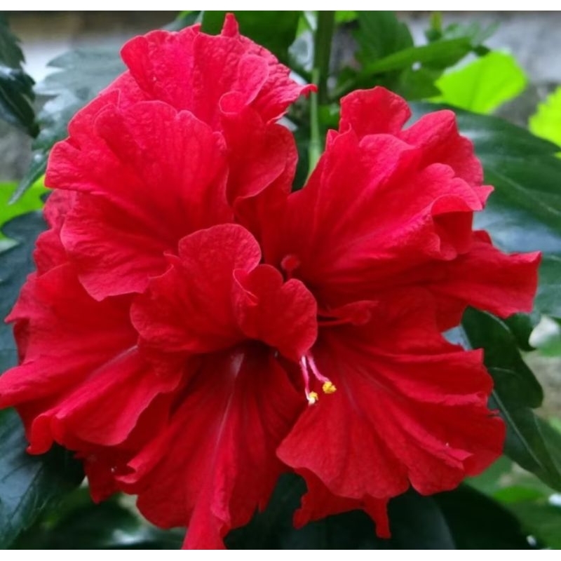 pokok bunga raya rose merah | Shopee Malaysia