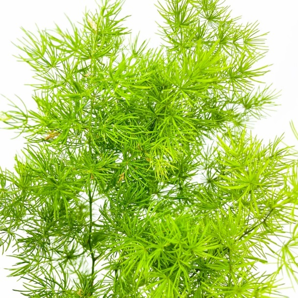 Asparagus Fern real live plant pokok hidup bunga home gardening plant ...