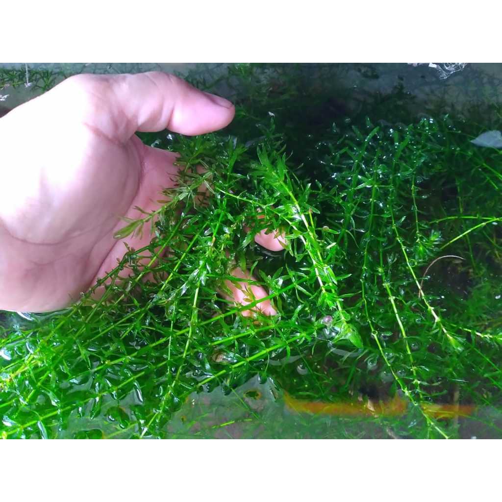 Aquatic plant / Hydrilla Water Plant / Rumput Air / Pokok hiasan ...