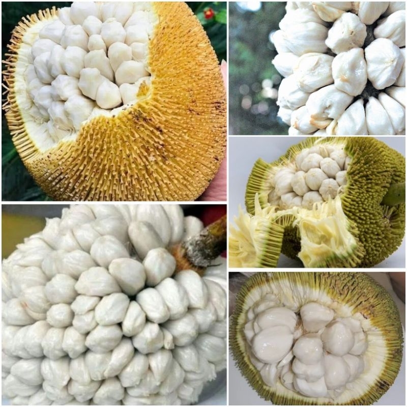 Pokok Buah Terap Tarap cempunik timadang marang lumuk artocarpus ...