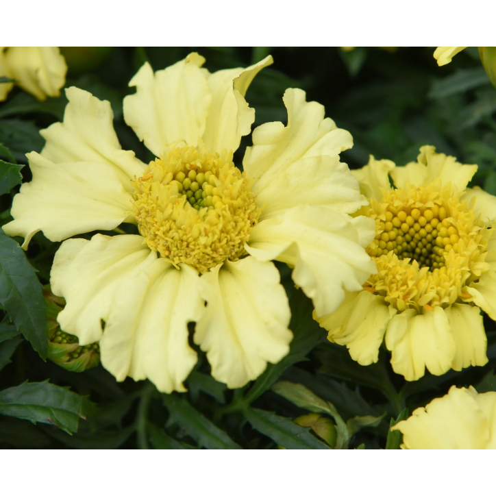 Biji Benih Bunga Tahi Ayam Daisy Wheel Lemon Marigold Flower Seed - 5 ...