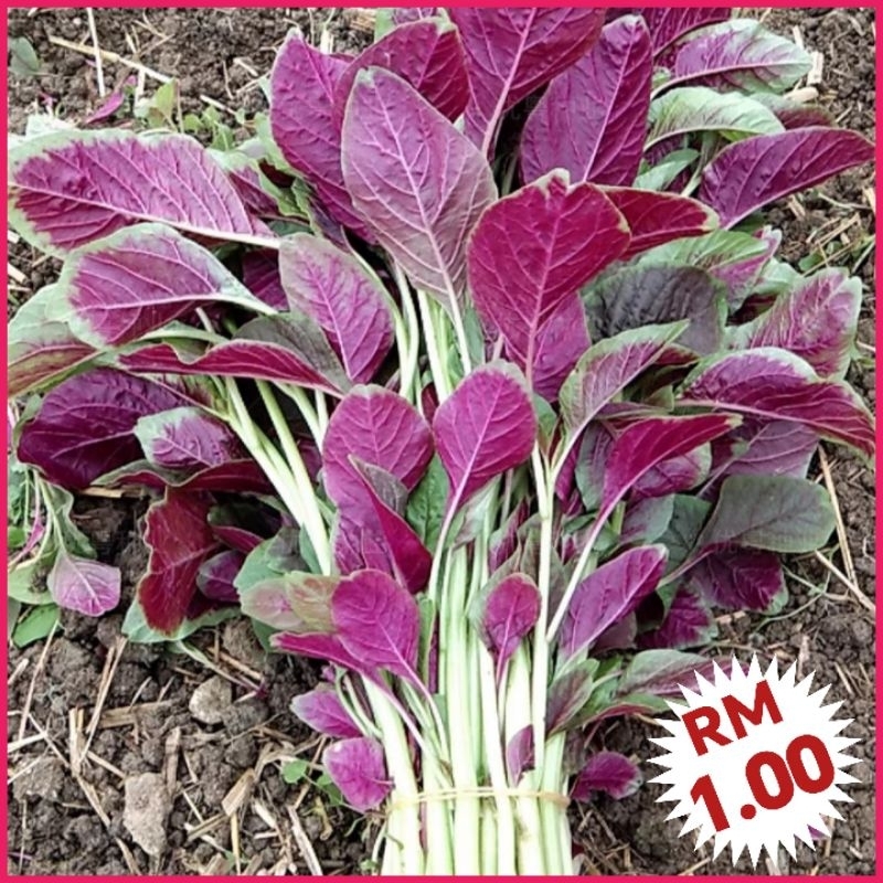 Biji Benih Sayur Bayam Merah | Red Leaf Amaranth Seeds 圆叶大红 苋菜种子 Benih ...