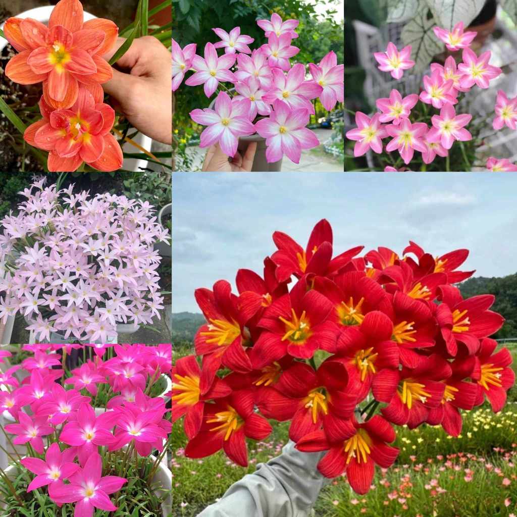 1 Bulb（1-6cm） Hybrid Rain Lily flower Mentol Bebawang Lili Hujan 风雨兰种球 ...