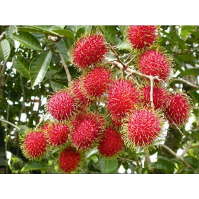 ANAK POKOK RAMBUTAN JARUM MAS HYBRID | Shopee Malaysia