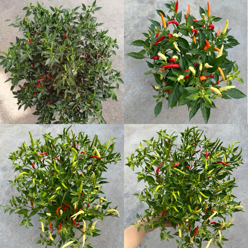 NMS / Hot Chilli Plant (Bushy) / Pokok Cili Padi Api / 辣椒树 / Live Plant ...