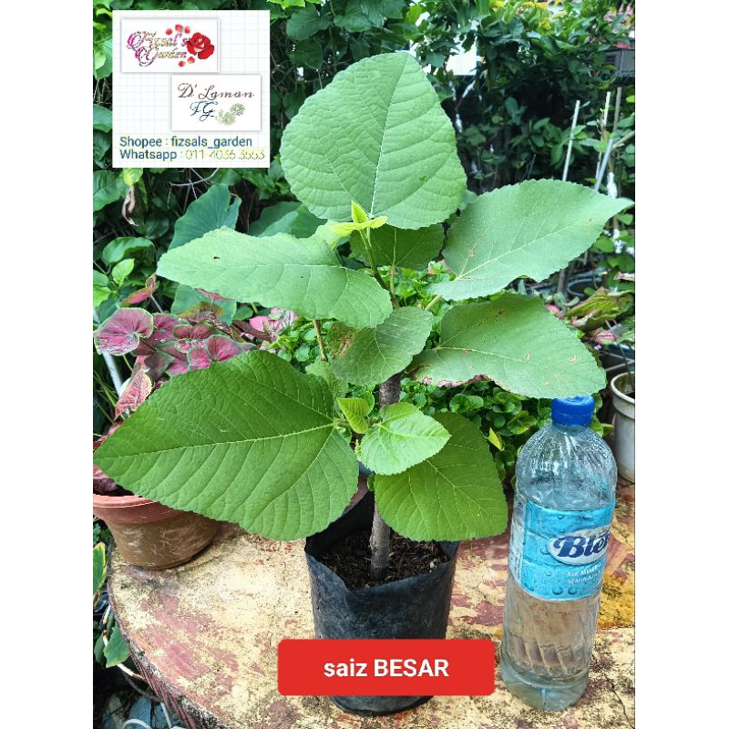 Big size jumbo Offer IRAQI pokok tin figs buah syurga - stock pokok ...