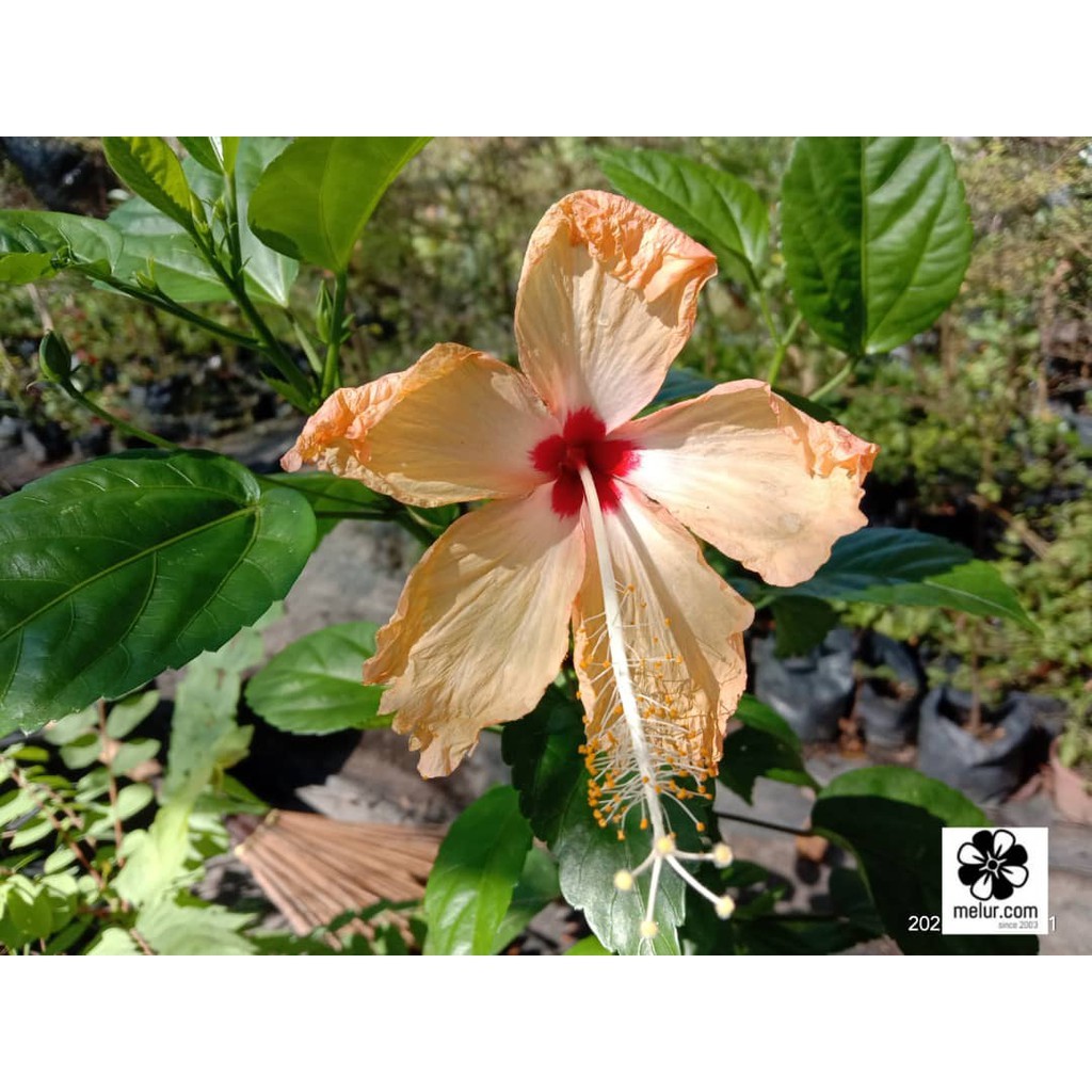 LVP - Pokok Bunga Raya Oren(Orange hibiscus) Anak Pokok Tanaman Benih ...
