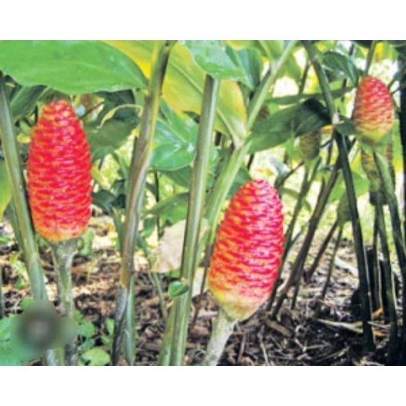 Pokok Lempoyang/Lempoyang Halia | Shopee Malaysia