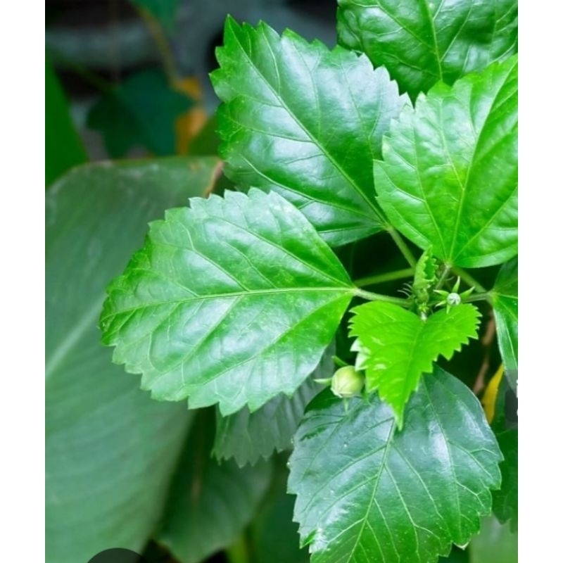 DAUN BUNGA RAYA ORIGINAL 10 PCS | Shopee Malaysia
