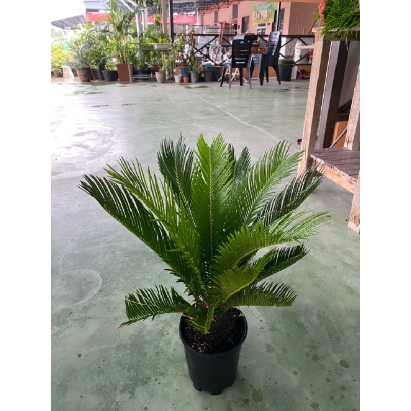 Cycas Revoluta (Pokok Hiasan Hidup) | Shopee Malaysia