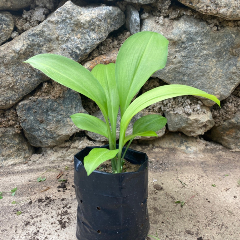 Pokok Lemba / Lambor / Nyiur Puyuh / Molineria latifolia (1 unit ...