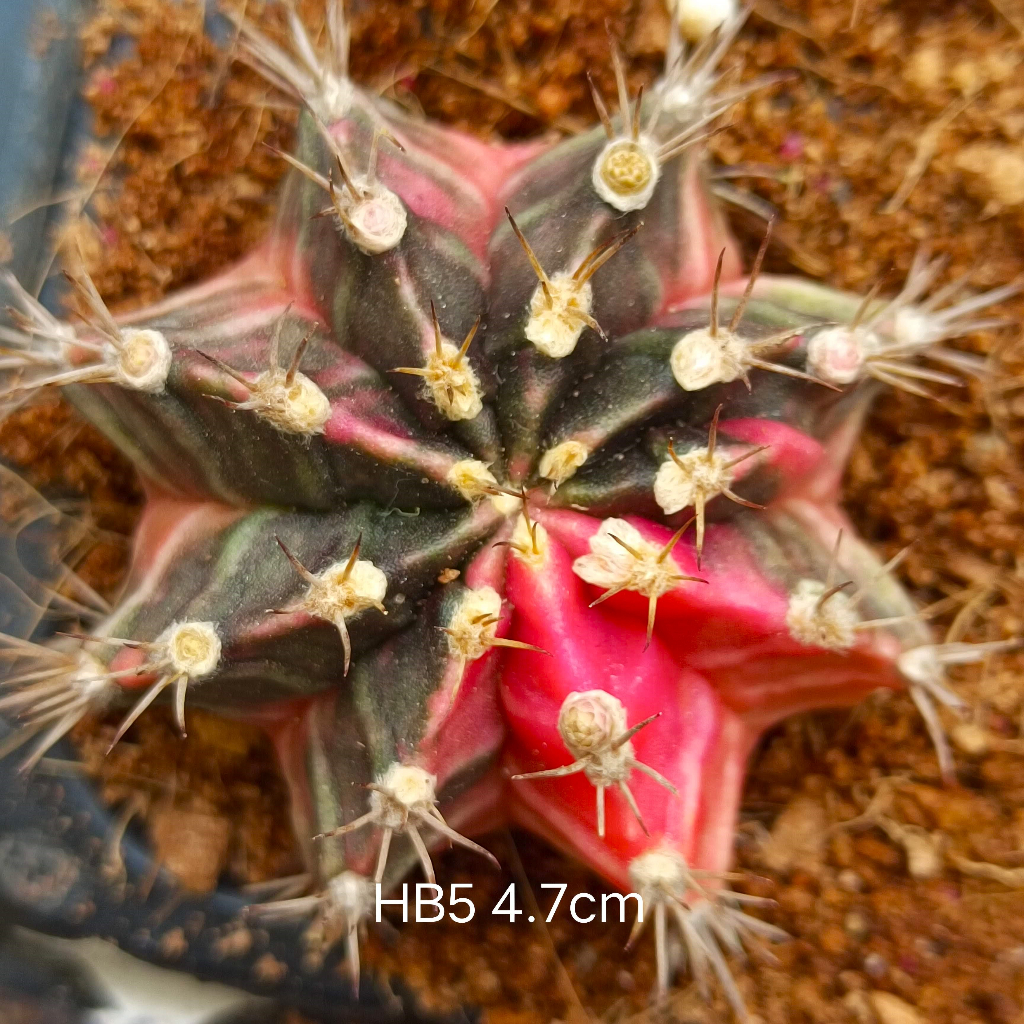 GYMNOCALYCIUM ID HELL BLUE BOY CACTUS (OFFSETS WITH SHORT ROOTS ...